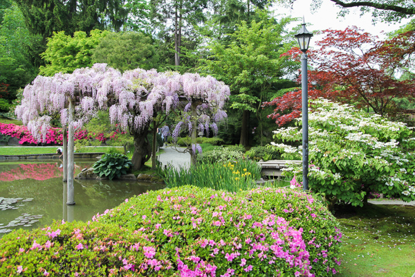 Seattle Japanese Garden Society - Garden