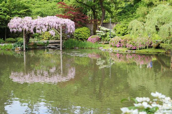 Seattle Japanese Garden Society - Garden